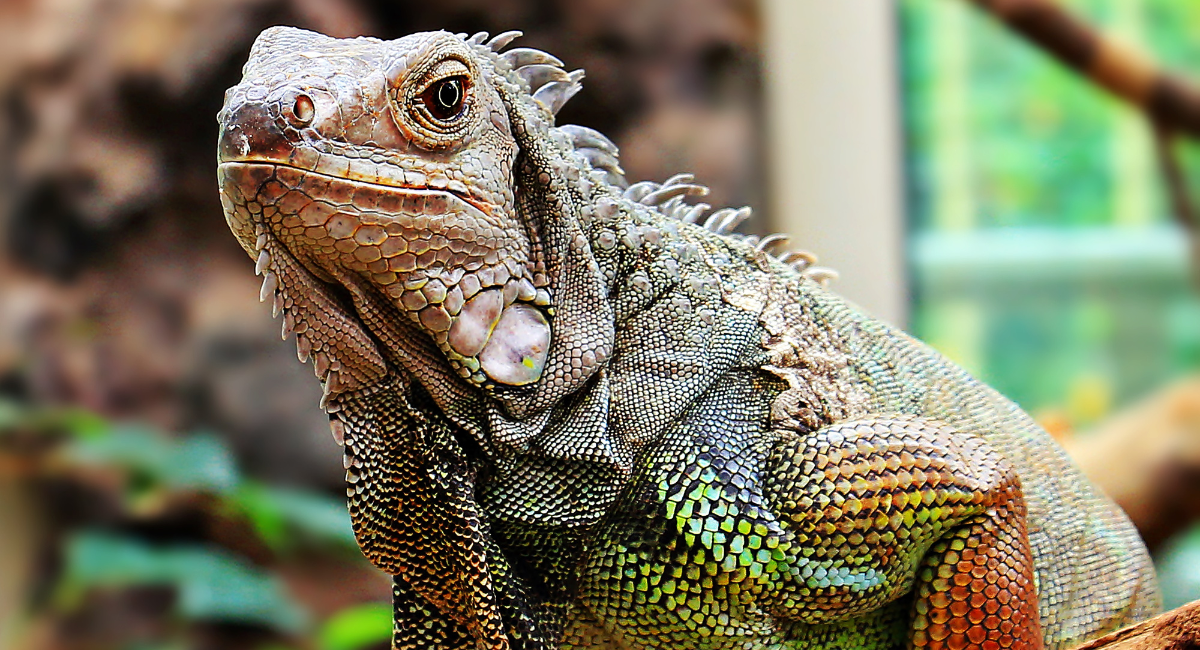 Common Feeding Mistakes for Reptiles - Hikari Sales USA
